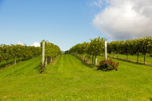 Joining the Fall Grape Harvest at Cannon River Winery - Wander The Map