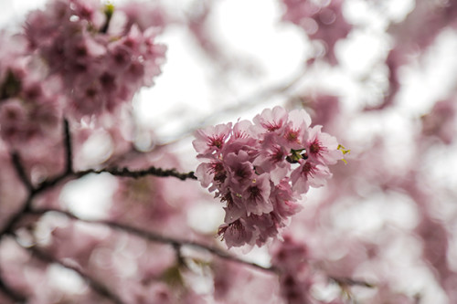 A Photo Essay: Tokyo, Japan - Wander The Map