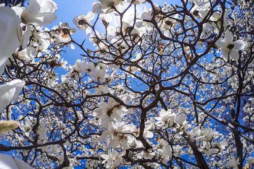 A Photo Essay: Tokyo, Japan - Wander The Map