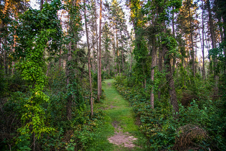 Camping in a Yurt at Spruce Woods Provincial Park - Wander The Map