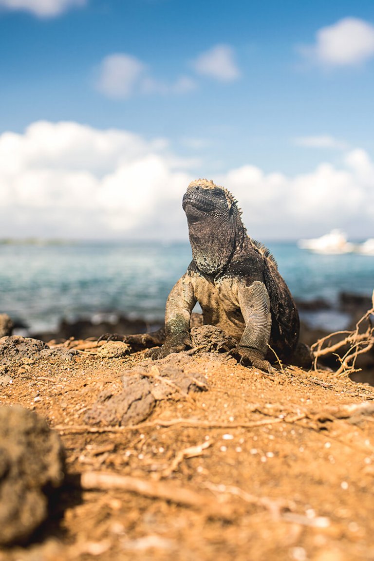 Wildlife Sightings: Our Favorite Animals in the Galapagos Islands ...