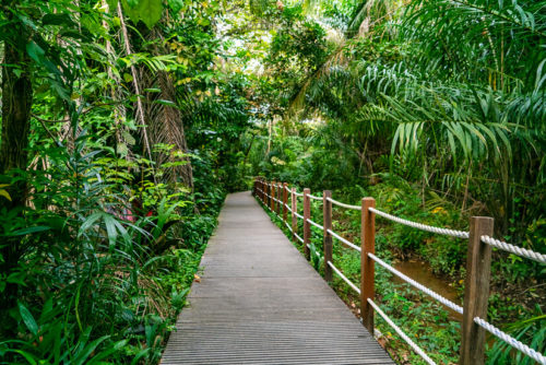 TreeTop Walk in Singapore: Monkeys, Heights, and Humidity - Wander The Map