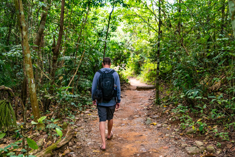 TreeTop Walk in Singapore: Monkeys, Heights, and Humidity - Wander The Map