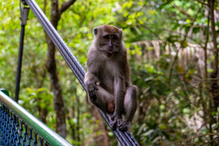 TreeTop Walk in Singapore: Monkeys, Heights, and Humidity - Wander The Map