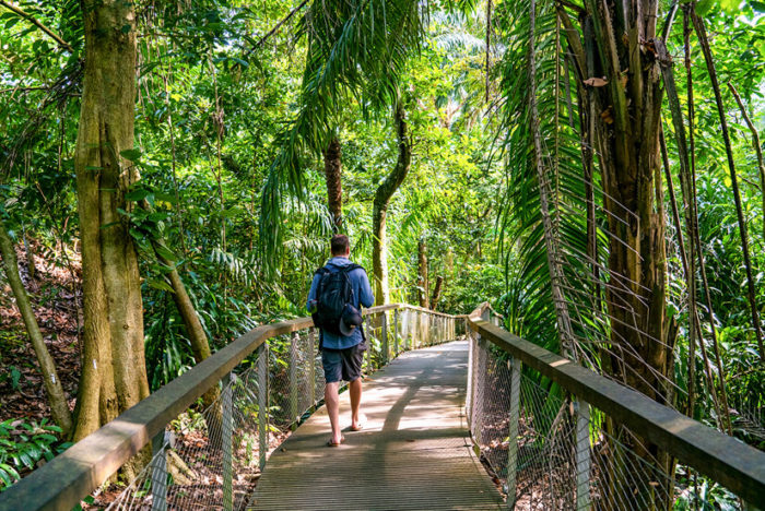 TreeTop Walk in Singapore: Monkeys, Heights, and Humidity - Wander The Map