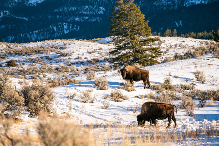 DIY Winter Adventures in Yellowstone National Park - Wander The Map